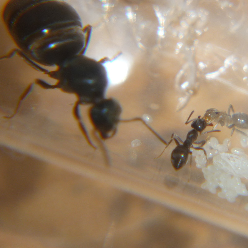 Colonie de fourmis Lasius Niger avec Reine