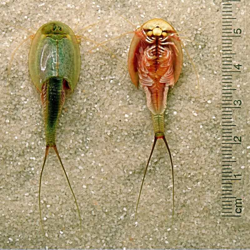 50 Oeufs de Triops Longicaudatus