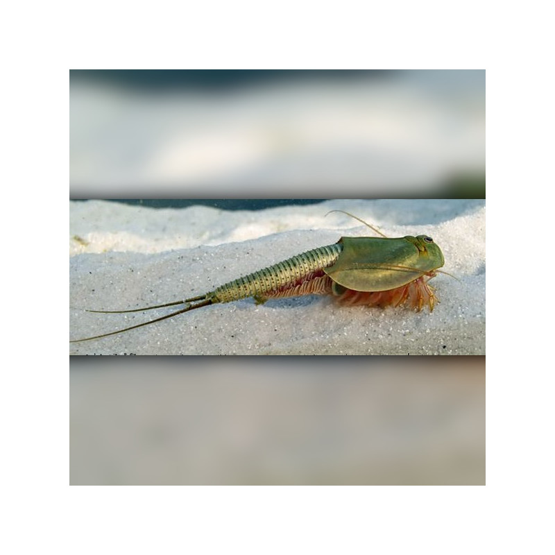 50 Oeufs de Triops Australiensis Queensland