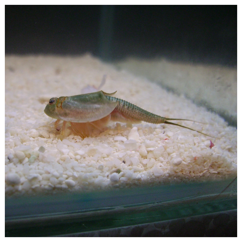 50 Oeufs de Triops Australiensis Queensland